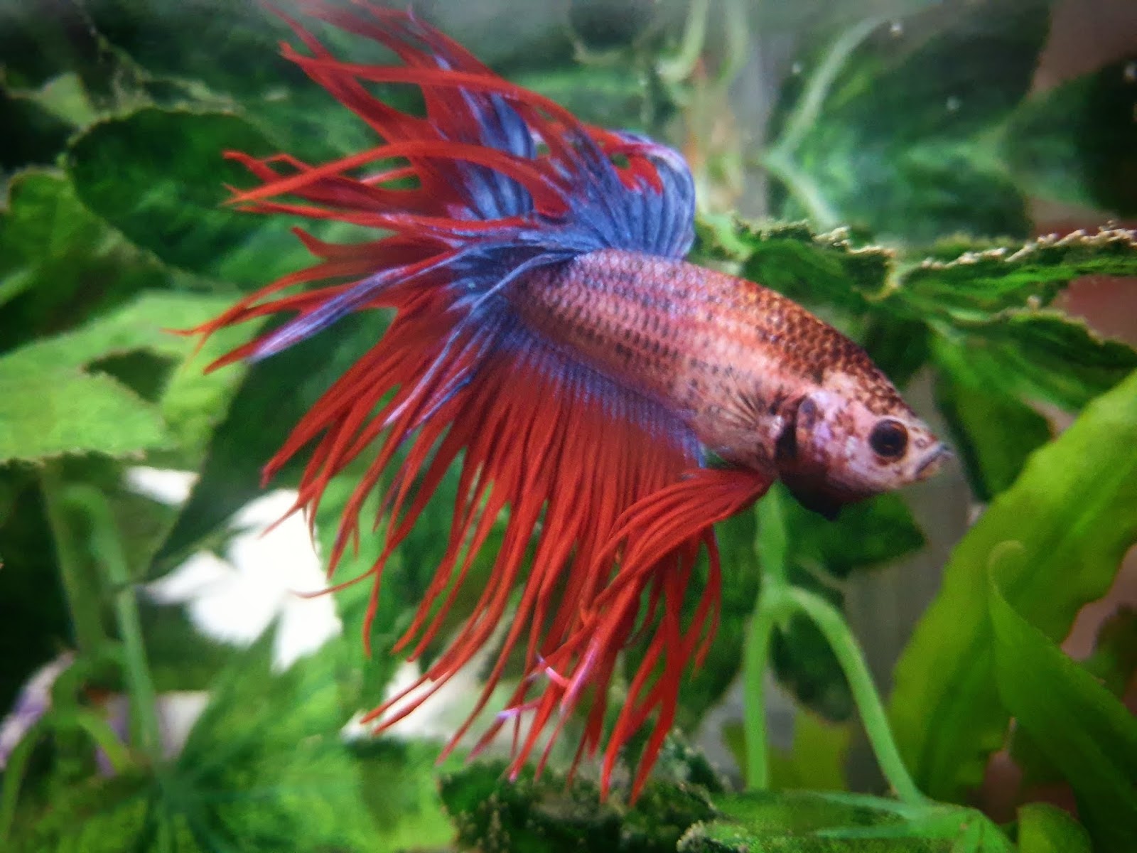 ashokism...: My Crowntail Betta