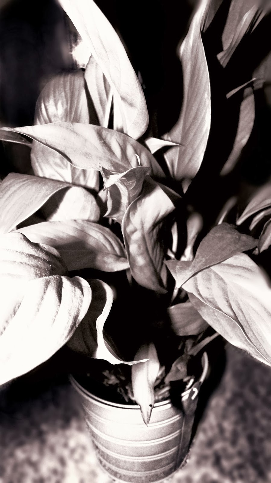 Kerry Greer Photography: Plants in the style of Imogen Cunningham