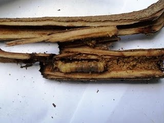 PONDOK TANI: HAMA DAN PENYAKIT UTAMA TANAMAN KAKAO DAN BEBERAPA ...