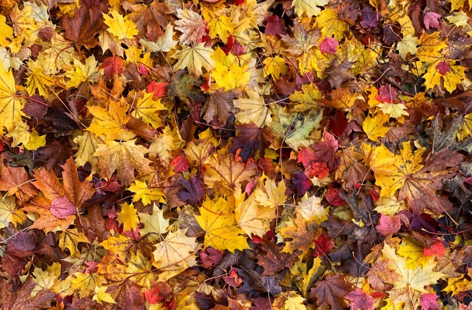 Daily Bread: Leaves in my Yard