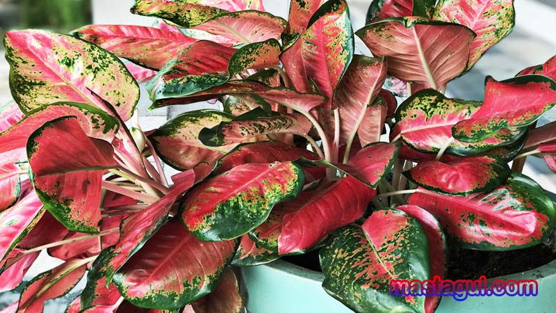 Tanaman Hias Daun Merah untuk Dekorasi Rumah Cantik - Mas Tagul