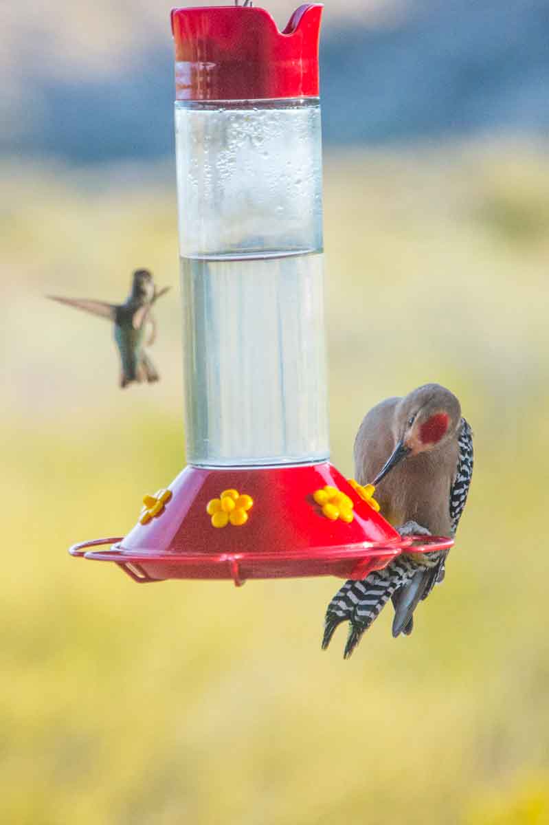 Kissack Adventures: Spring Is Busting Out All Over