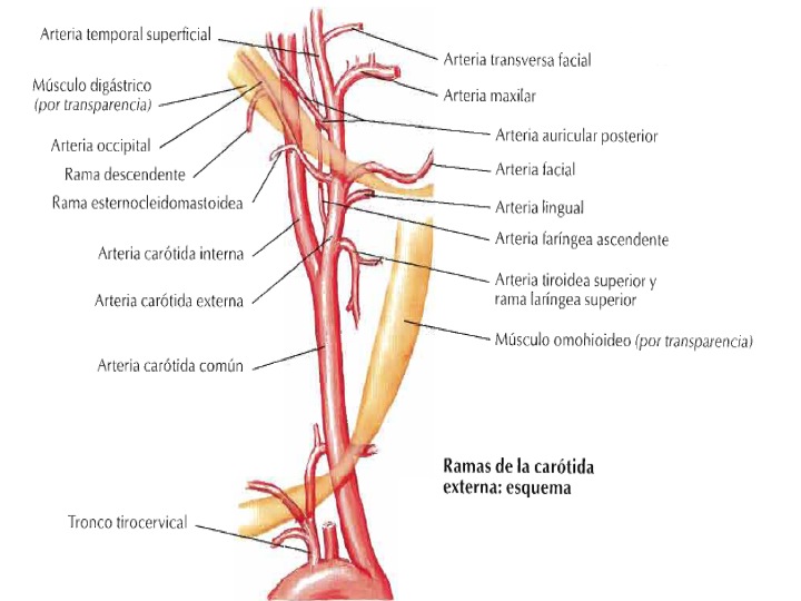 Arteria Esfenopalatina