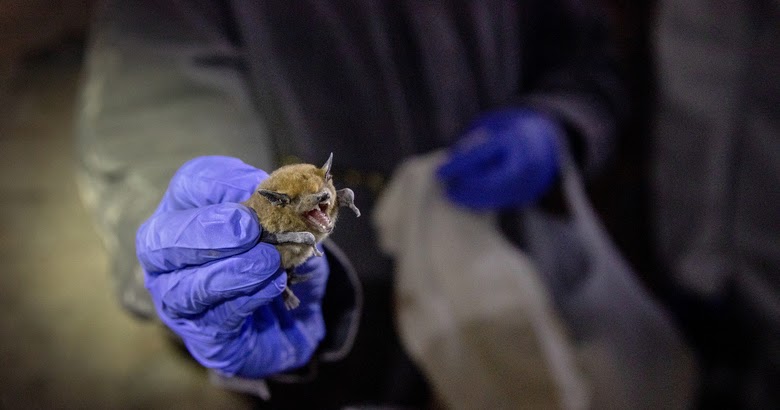 COVID-19 Conspiracies: Chinese People Eating Bats