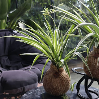 home purifying plants