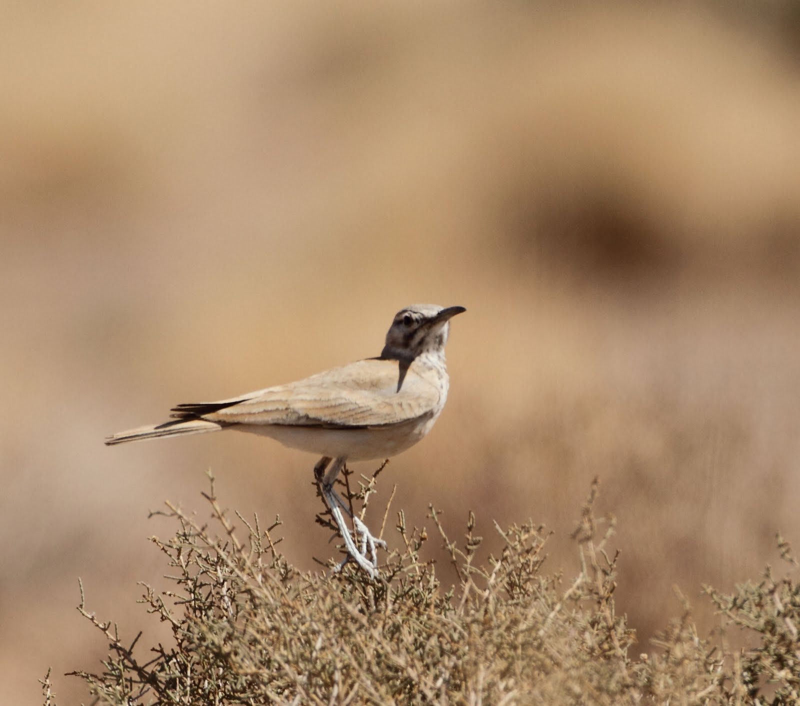 Dan's Wildlife Blog: Assorted Larks!