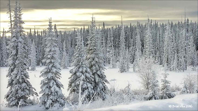 Northern Interior British Columbia: Winter's December 2015 Snowfall 3 ...