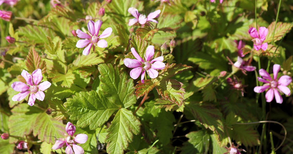 Mina foton ~~ My photos: Åkerbär (Rubus arcticus) Arctic raspberry