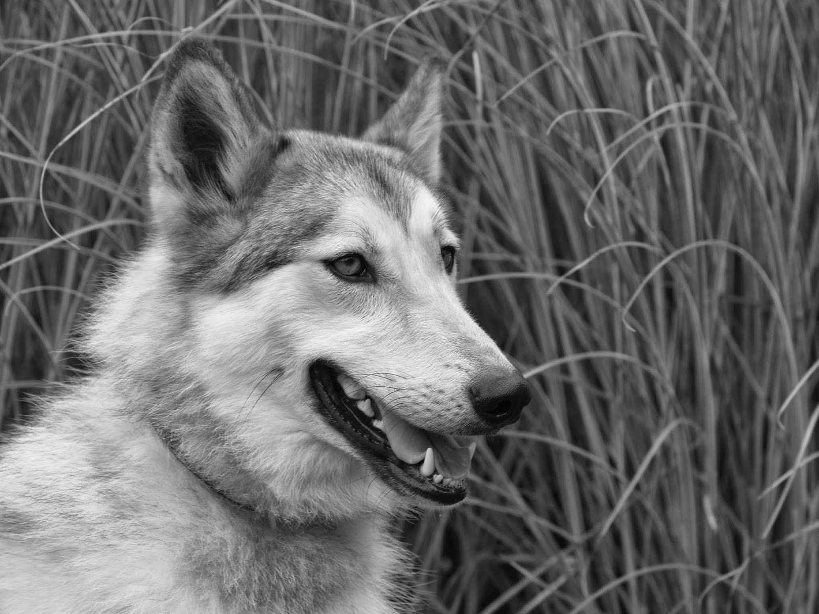 My Rotten Dogs: August 2014