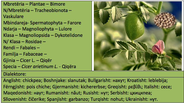BOTA BUJQËSORE : QIQËRA (Cicer arietinum L.)