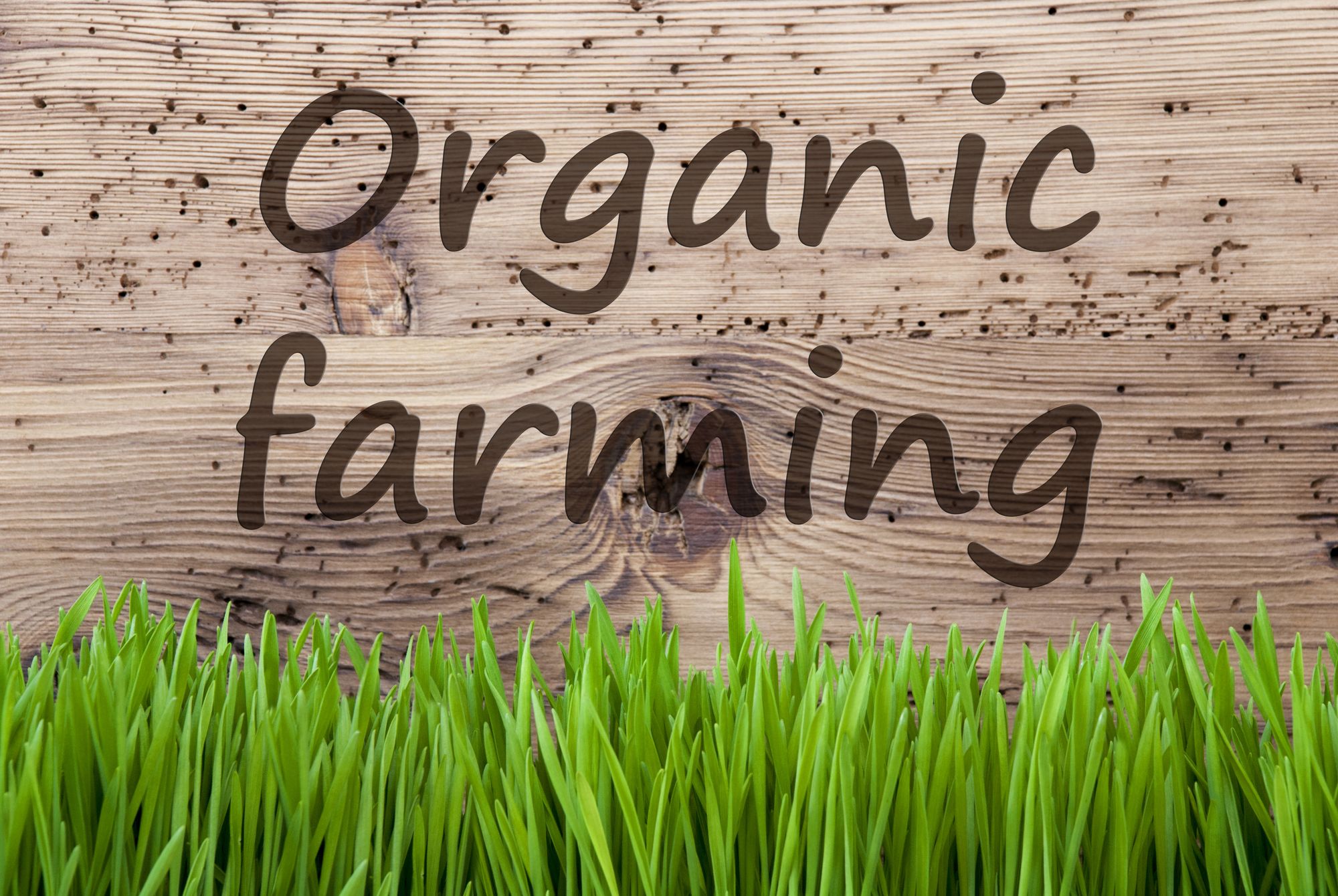 Organic Farming Features And Prospect