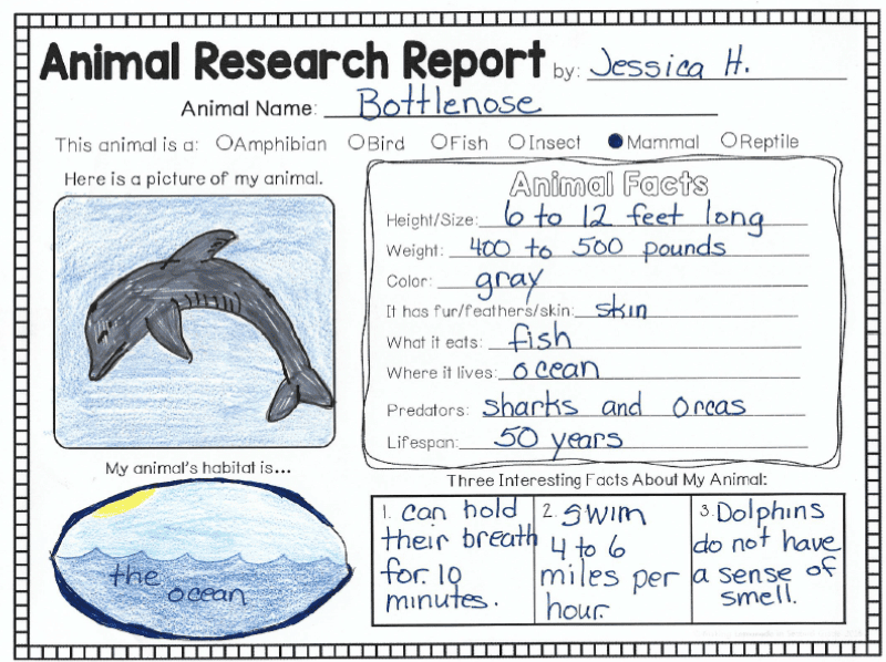 Our Primary Classroom: Animal Research Report 🦁🦍🐯🐺🦊