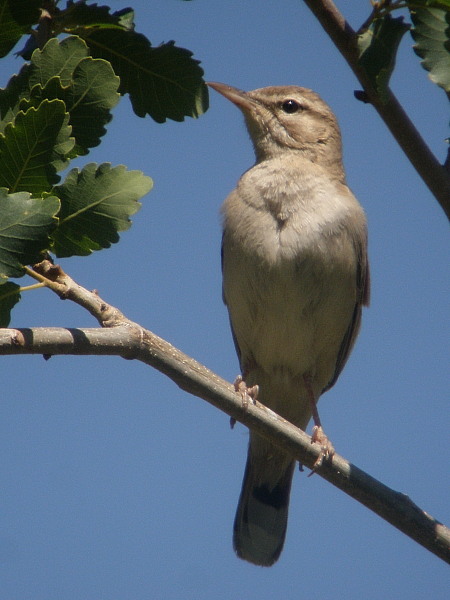 birding never sleeps: TURKEY 9 June 2012: Nemrut Dagi to Adana