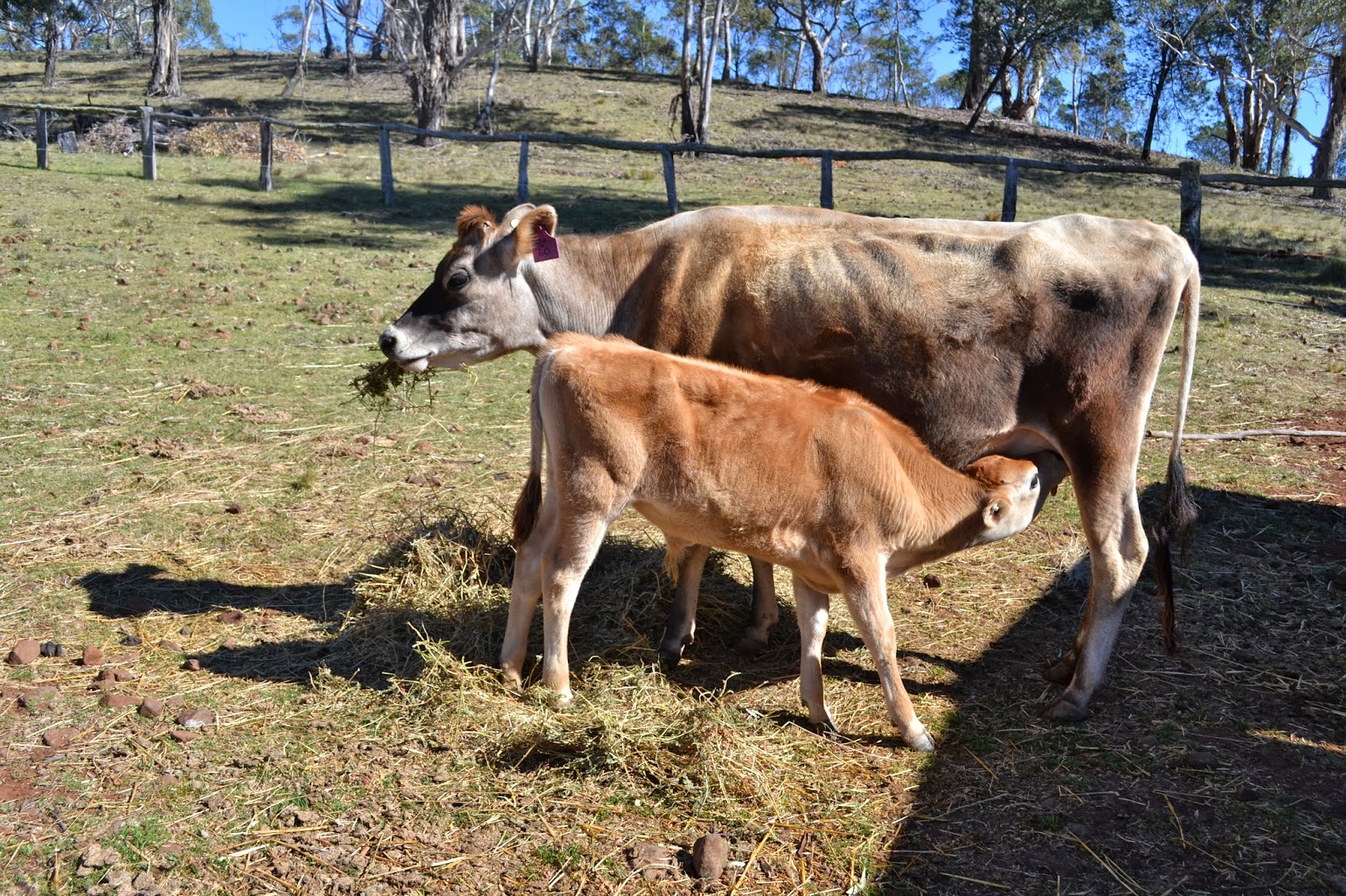 ivy nest: our family cow update