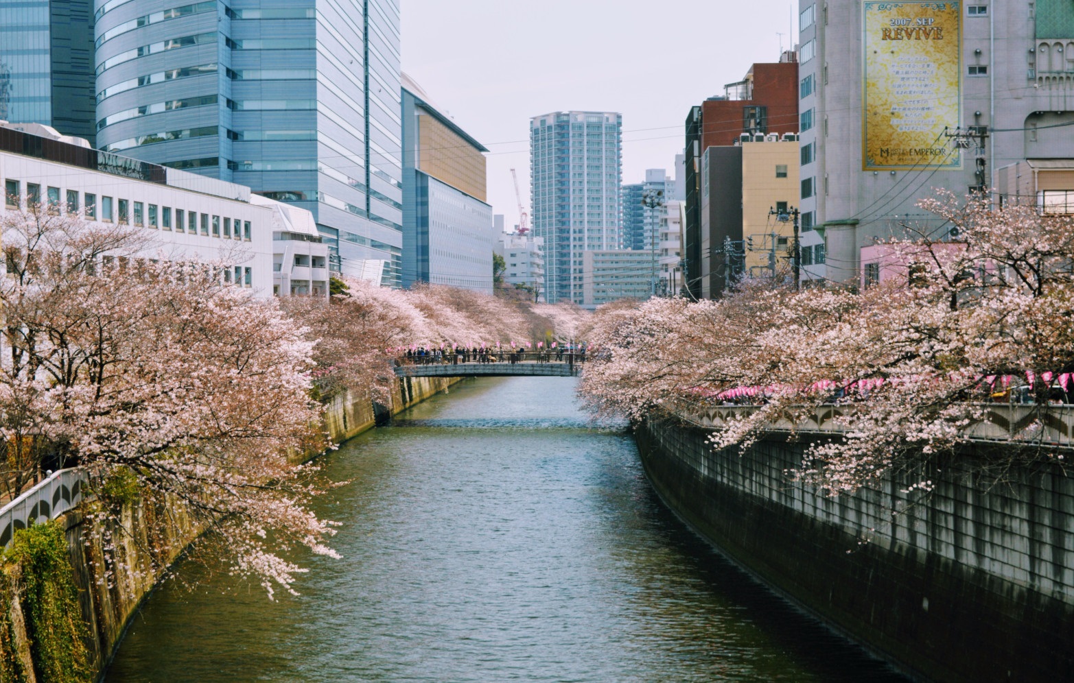 Meguro River, Cherry Blossoms, Tokyo, Japan (with Map & Photos)