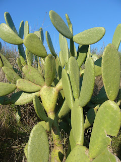 Plantas para hombres: Opuntia ficus-indica, chumbera
