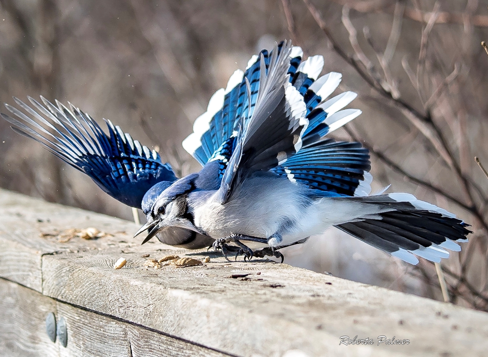 BLUE JAY