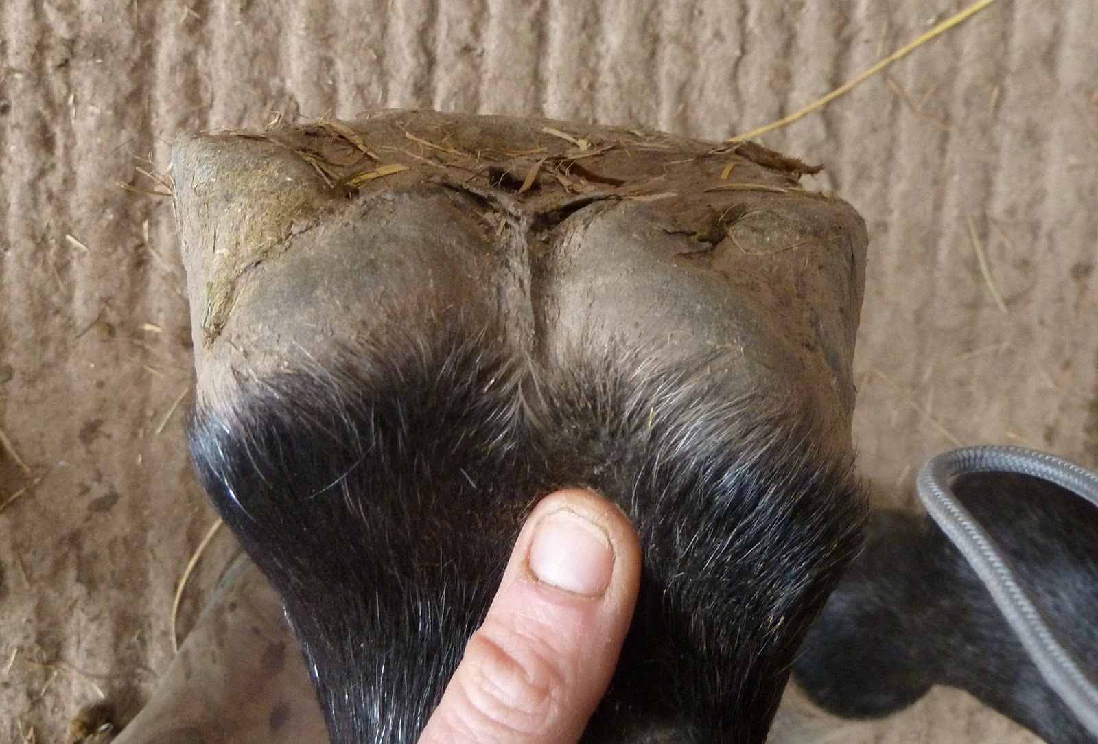 Rockley Farm: The under-rated (caudal) hoof
