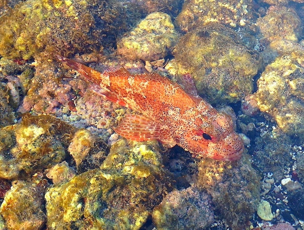 Rafael Microfauna Marina: Peces