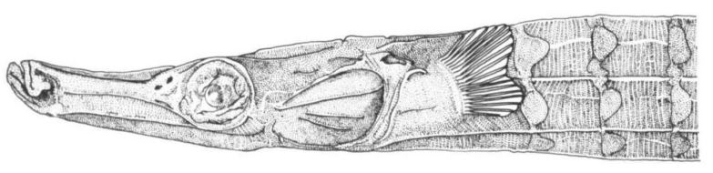 Artes de Pesca: ACTINOPTERYGII