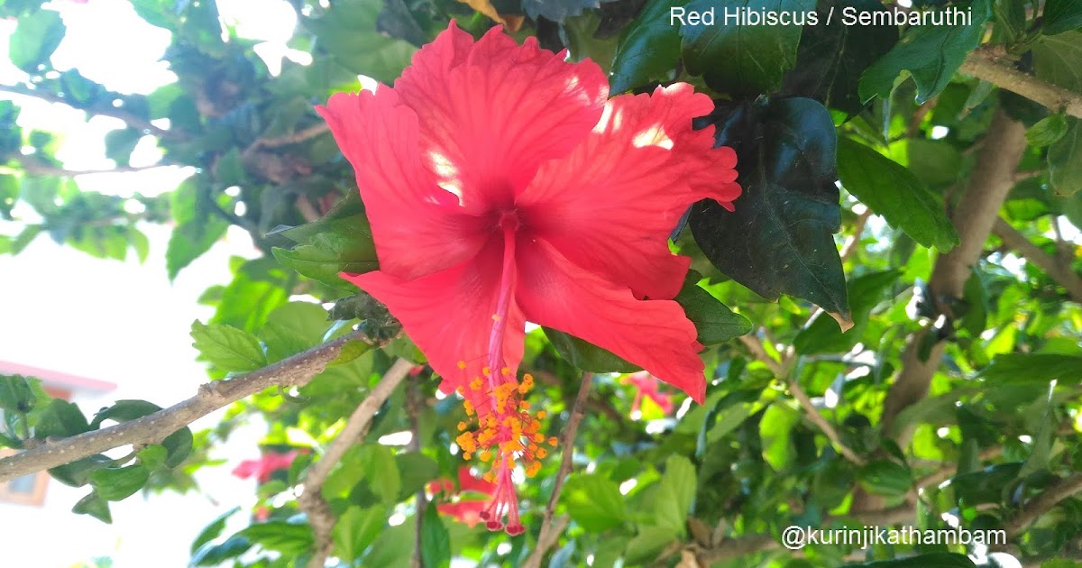 Flowers from My Cam: 49. Red Hibiscus / Sembaruthi ~ Kurinji Kathambam