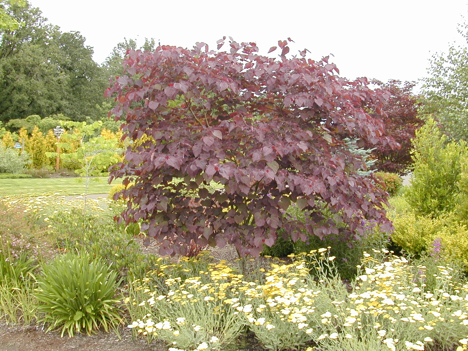 Trees of Santa Cruz County: Cercis canadensis 'Forest Pansy' - Forest ...