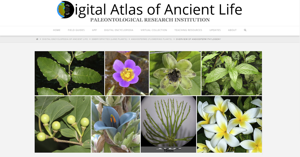 BIOLOGIA PARA A VIDA : BOTÂNICA GERAL: ANGIOSPERMAS