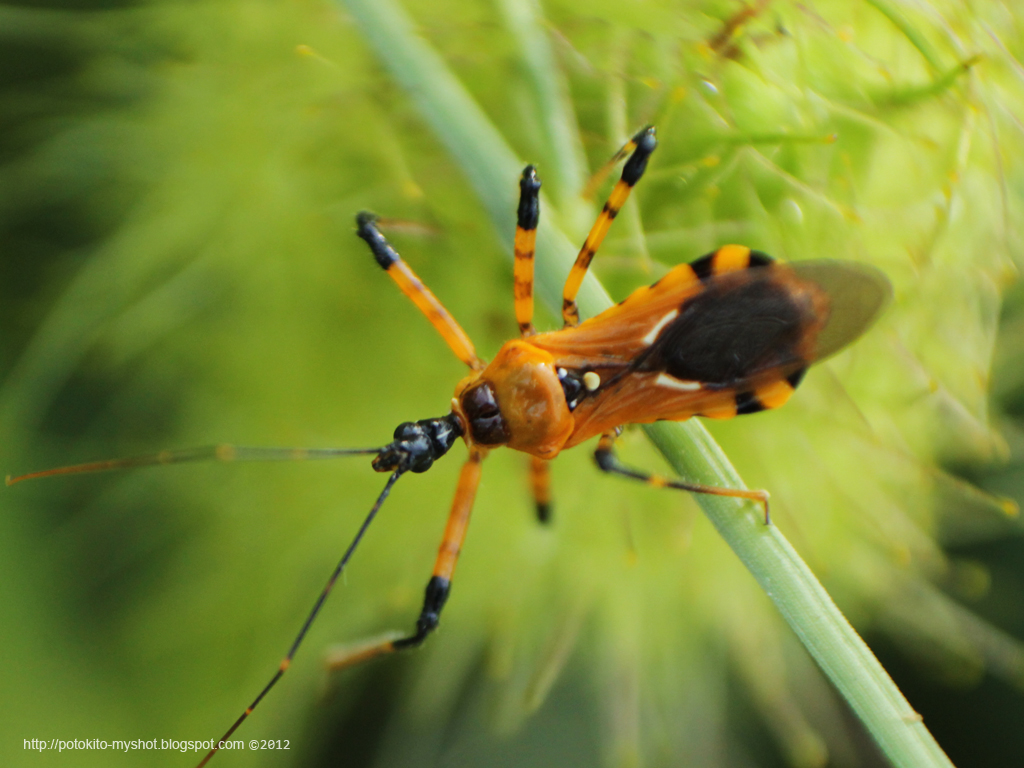 Yellow Assasin Bug Rhynocoris sp, Sumatra Indonesia
