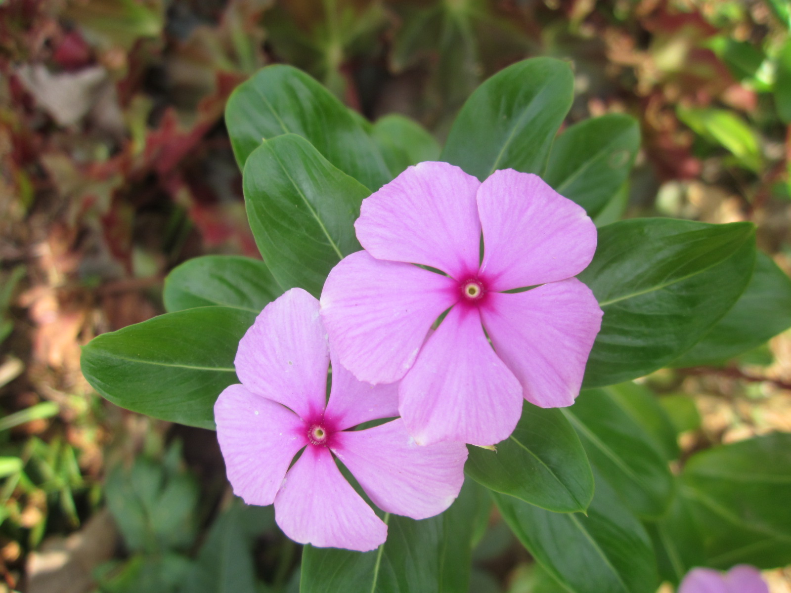Shavam Nari Poo (Vinca) | KERALA NATURE AND AYURVEDA
