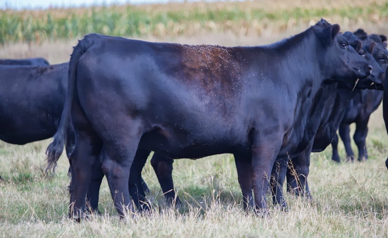 RCC Blog: For Sale | 20 Reg. Angus Cows Bred to Maternal Perfection