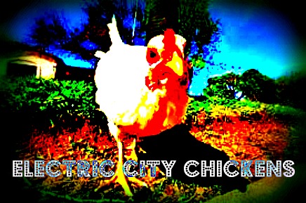 Electric City Chickens-The Fight for Urban Chicken Keeping in Anderson, SC