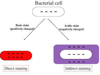 Microbial Staining Techniques