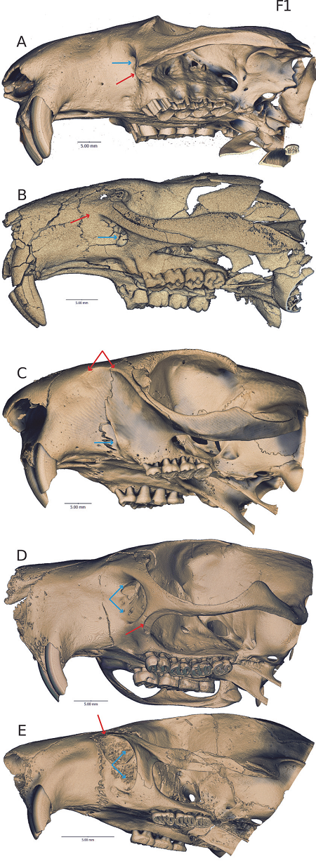Sciency Thoughts: Ischyromys douglassi: Morphometric analysis of an ...