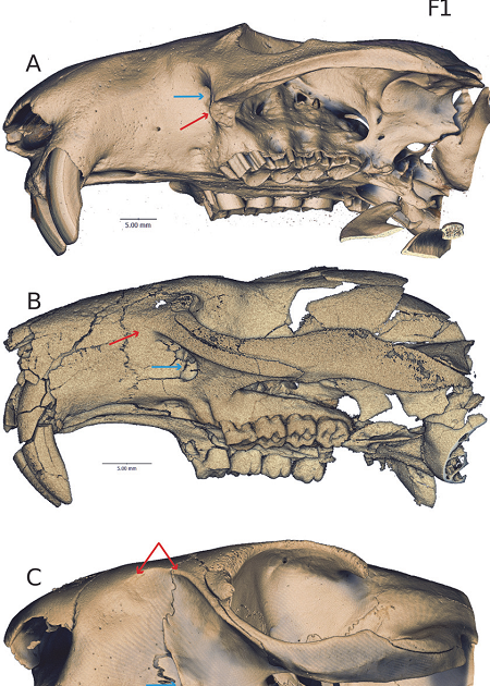 Sciency Thoughts: Ischyromys douglassi: Morphometric analysis of an ...