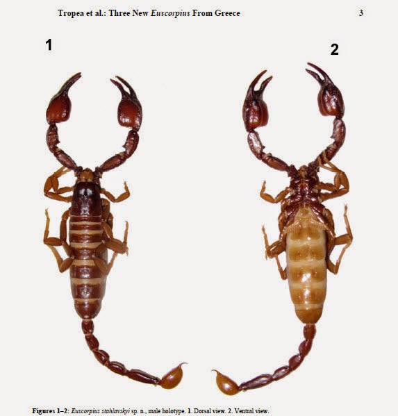 The Scorpion Files Newsblog: Three new species of Euscorpius from Greece