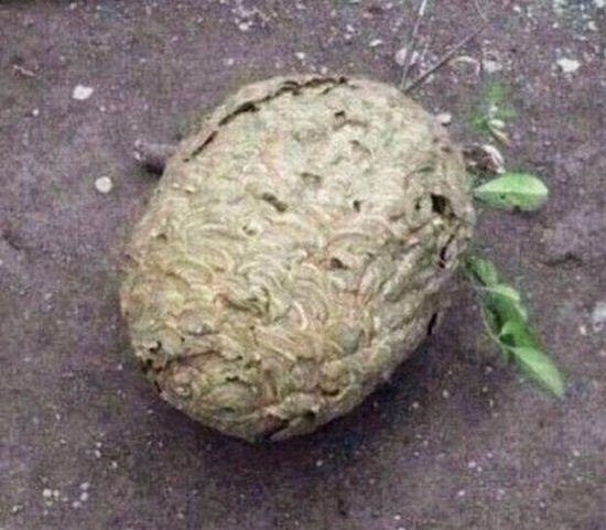 Perro quedo "cacheton" por curioso | Historias increibles