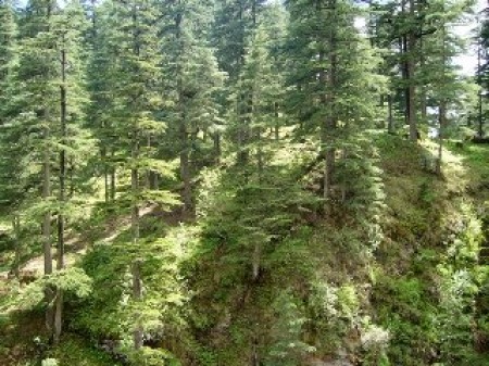 Herbs-Treat and Taste: DEODAR TREE ( CEDRUS DEODARA) - INFORMATION ...