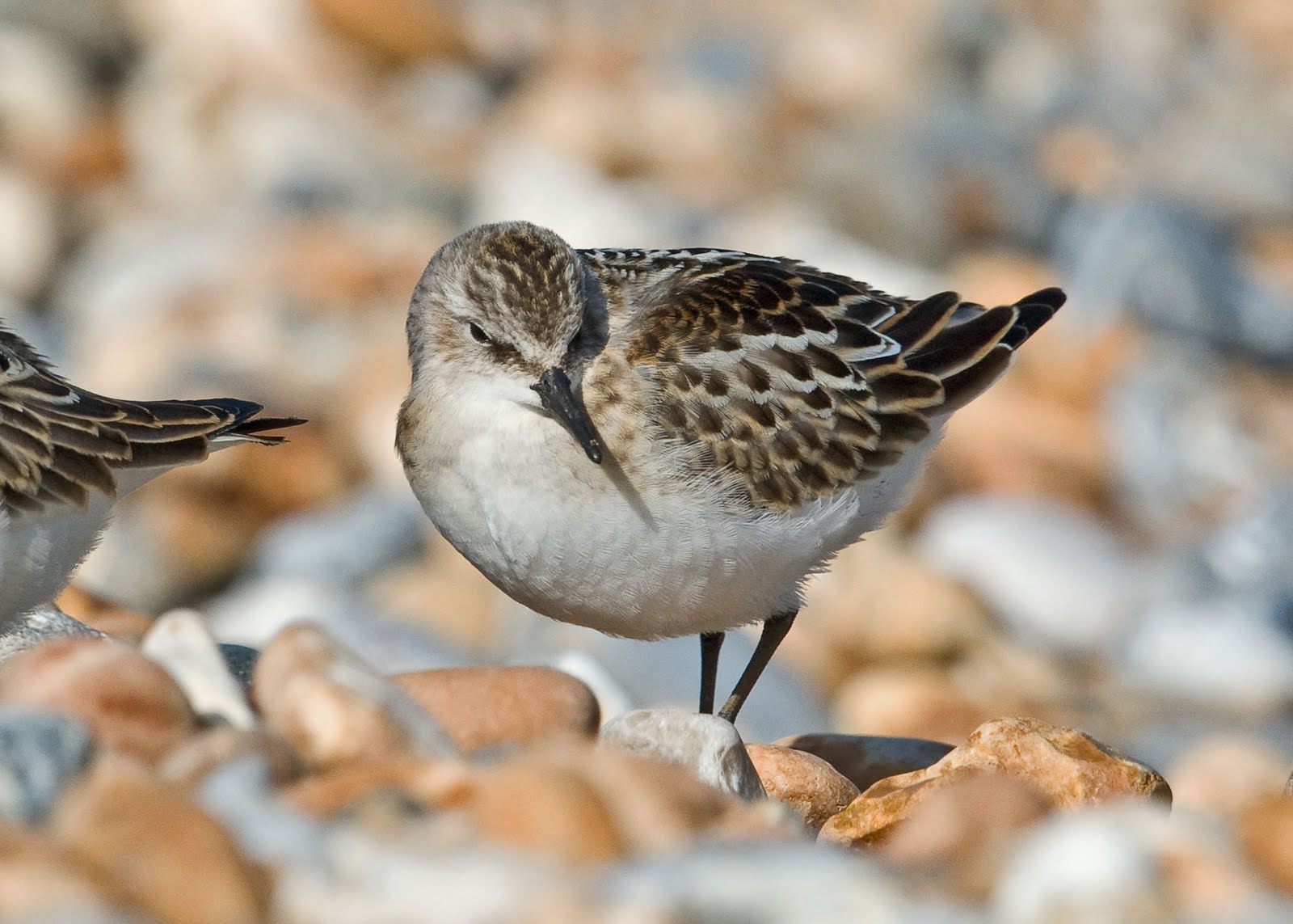 Greater Kent Birder: September 2011