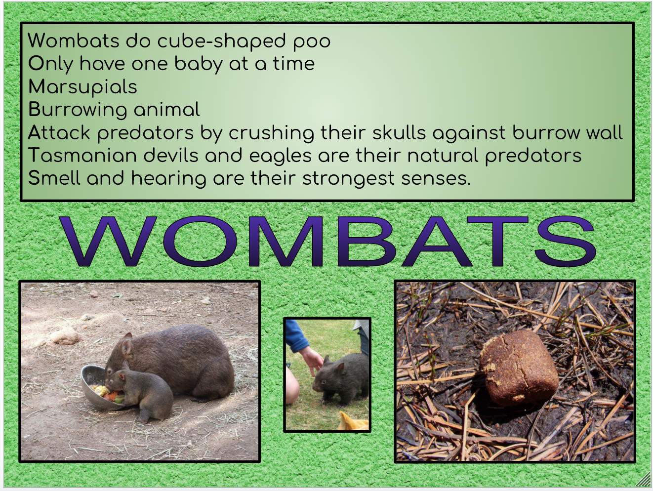 Olivia-Rose: Wombats - Acrostic Poem