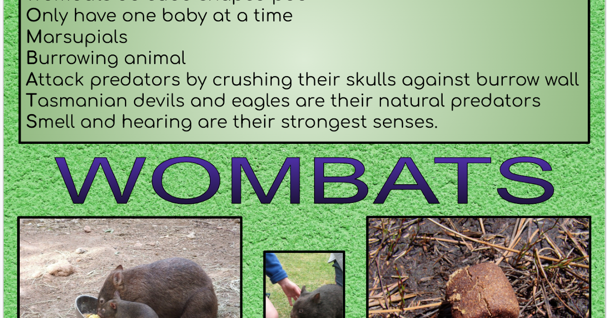 Olivia-Rose: Wombats - Acrostic Poem