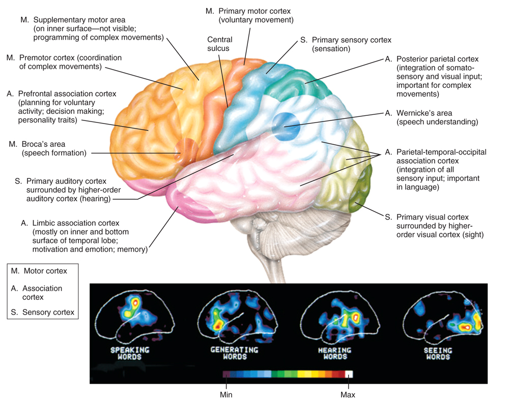 Medical Terms & Сlinical Сases : Cerebral Cortex