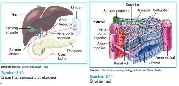 BIOLOGI ITU SERU!: HATI