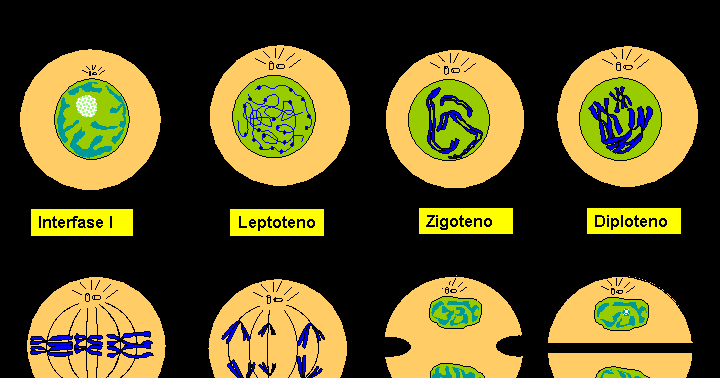 CECYT 2 MIGUEL BERNARD ACADEMIA DE BIOLOGÍA: MEIOSIS