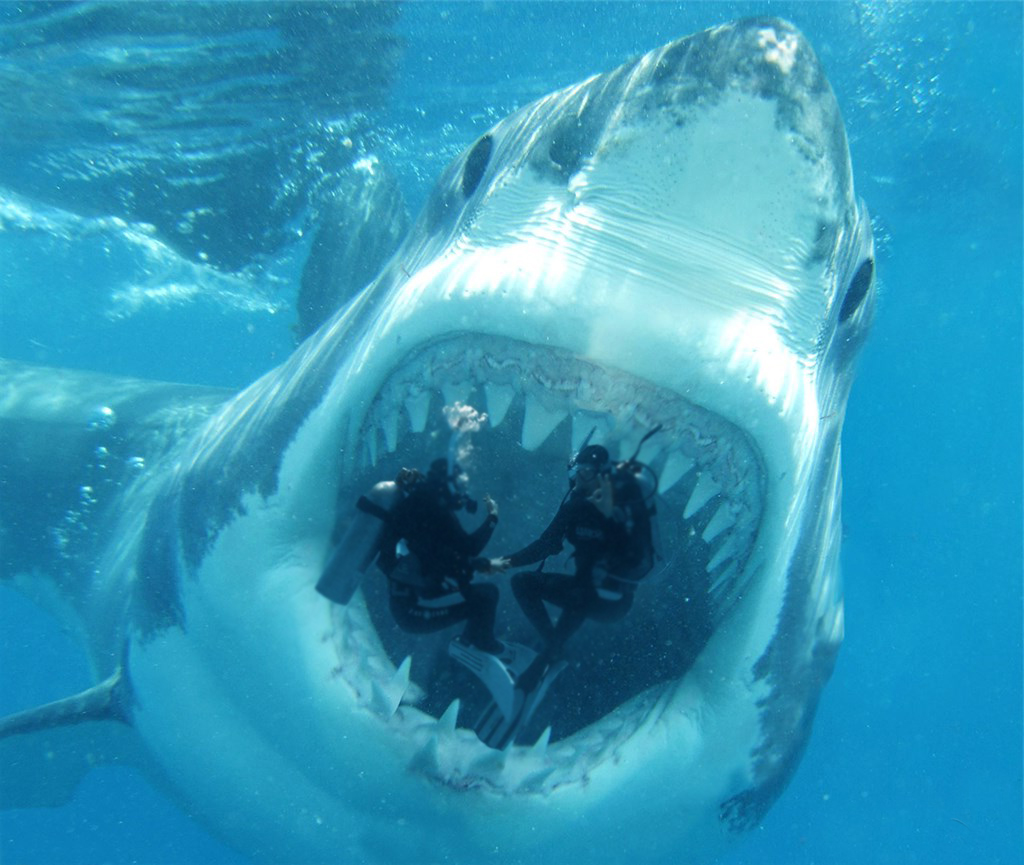 Complete Shark Family Art & Collectibles Drawing & Illustration etna.com.pe