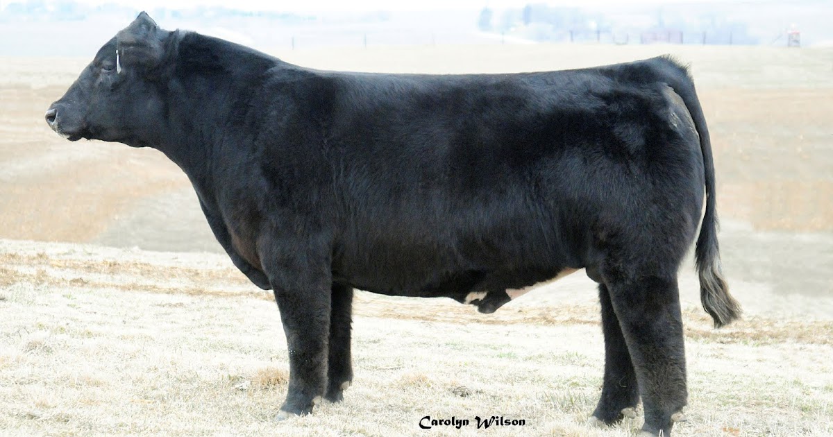 DIAMOND G CATTLE CO.: What Real Bulls Look Like!!