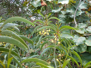 International Tree Society