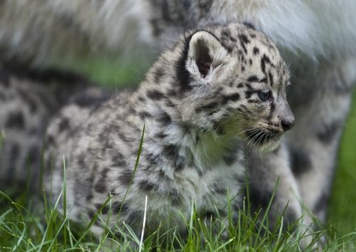 Imagenes Grandes Felinos: Fotografia cachorro de felino [02-08-15]