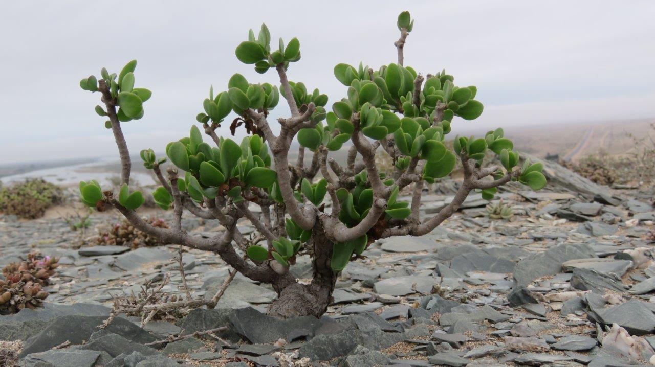 Southern Africa's Ramsar Sites: Orange River Mouth - SA and Namibia