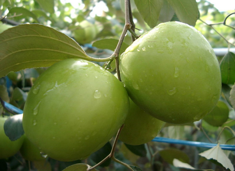 shiatoshi: Appple kul Plantation ,Growing ,Care, Use and its Surprising ...
