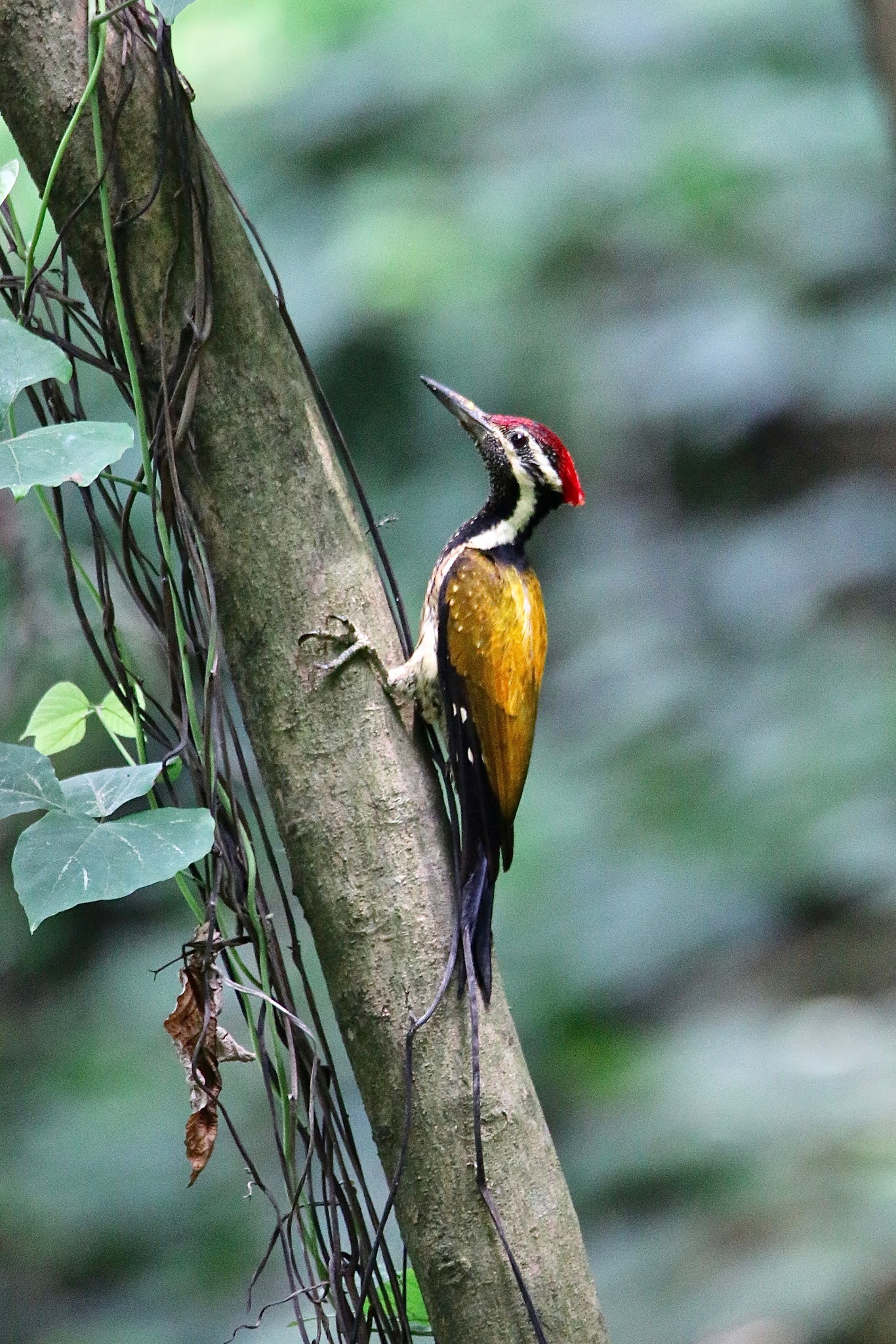 Black-rumped Flameback Is not Afraid of the Cities
